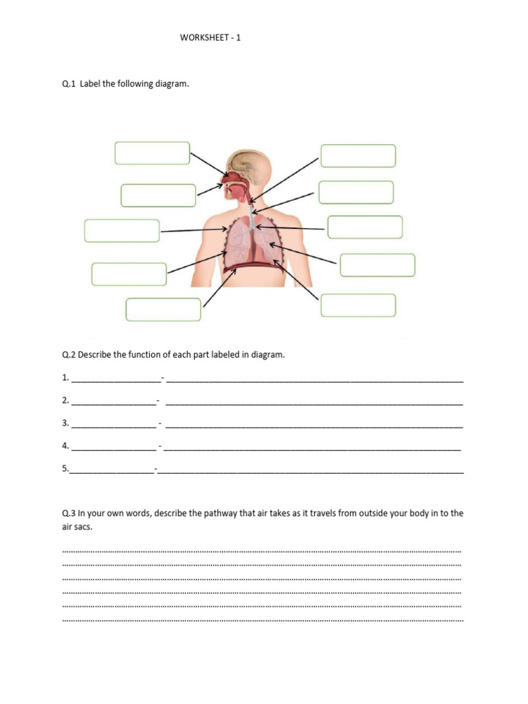 Grade 7 Biology Worksheet | PDF | Computers