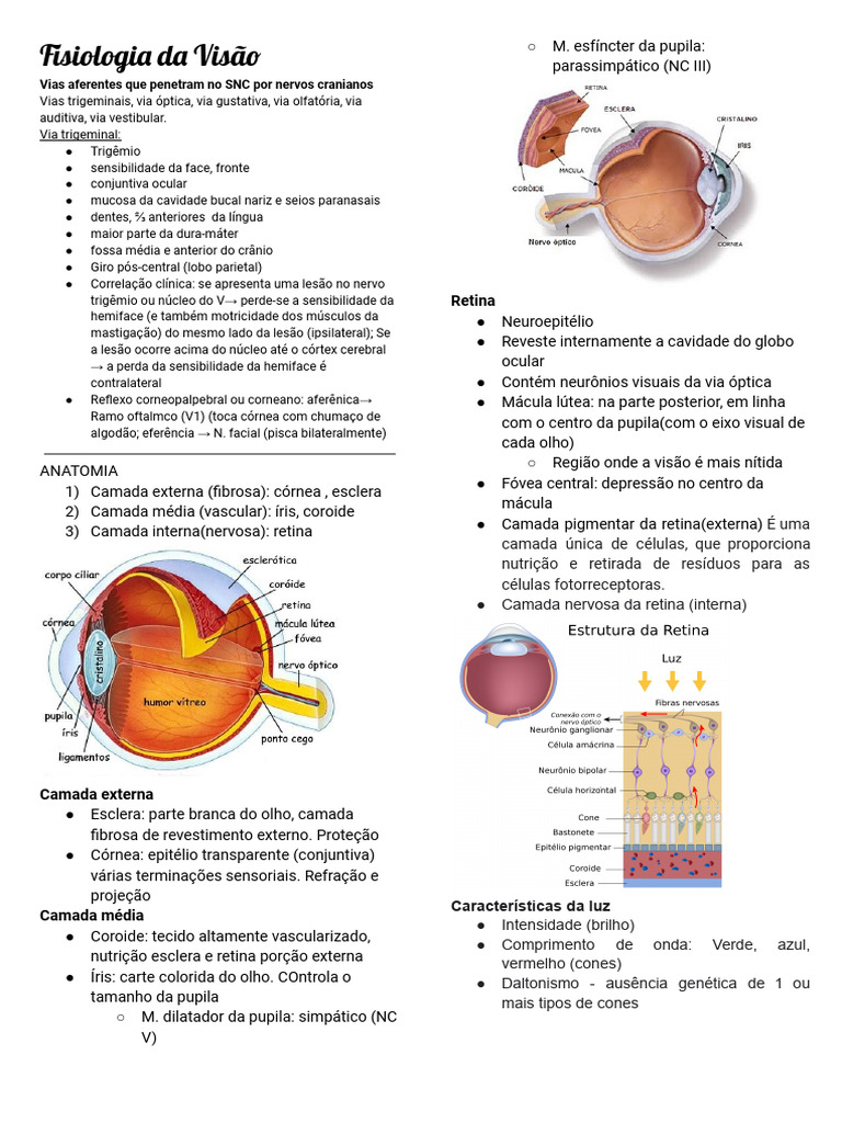 Anatomia e Fisiologia da Visão | PDF | Sistema visual | Neurociência
