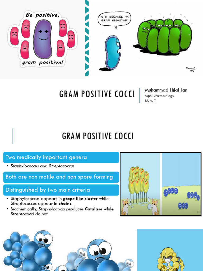 Lecture 7 Gram Positive Pathogen (Staphylococci) - 1 | PDF ...