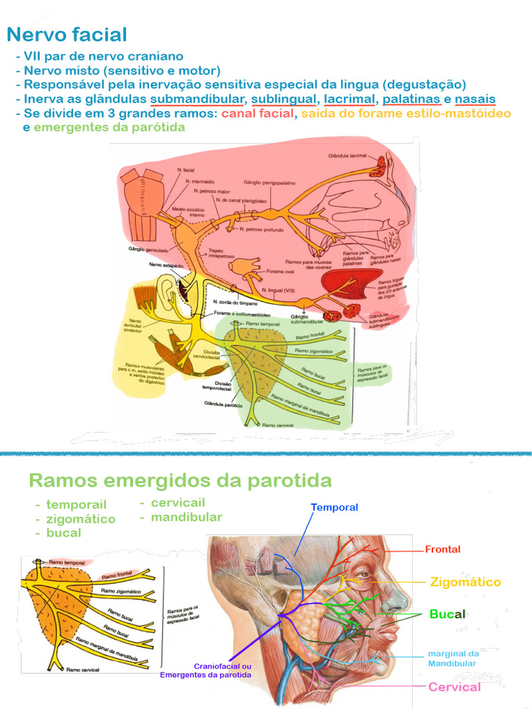 Inervação do Nervo Facial e Ramos | PDF | Anatomia humana | Anatomia animal