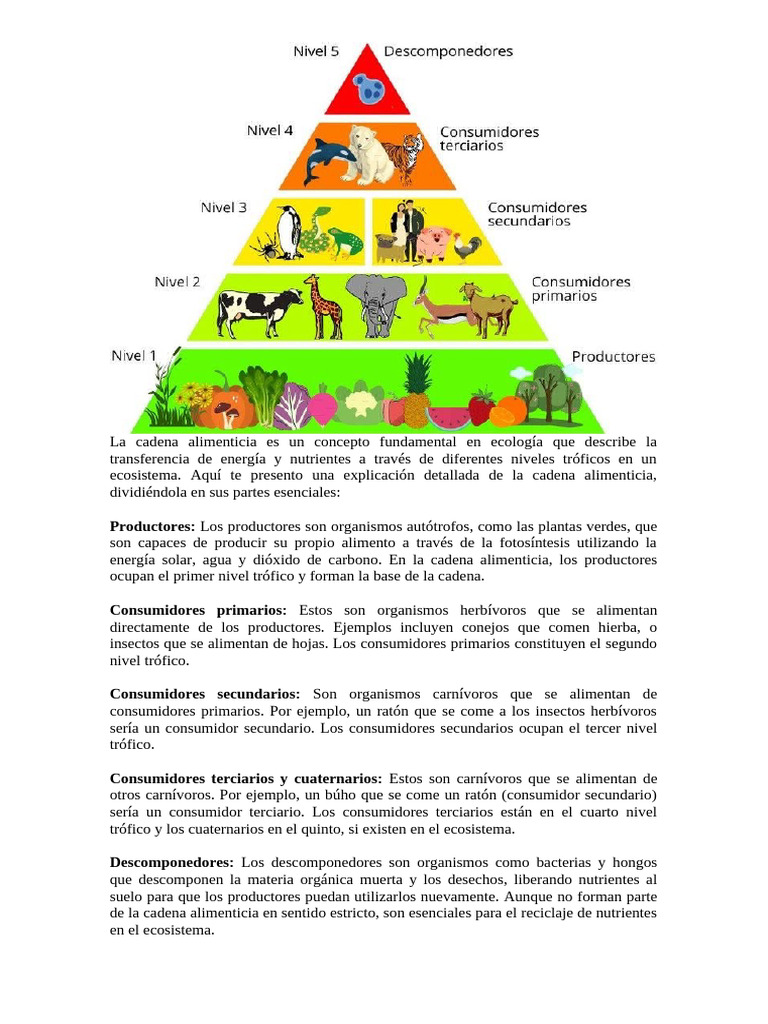 La cadena alimenticia es un concepto fundamental en ecología que ...