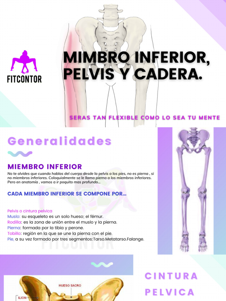 Miembros Inferiores, Pelvis y Cadera. | PDF