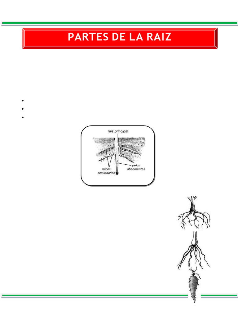 Partes de La Raiz para Tercero de Primaria | PDF | Raíz | Plantas