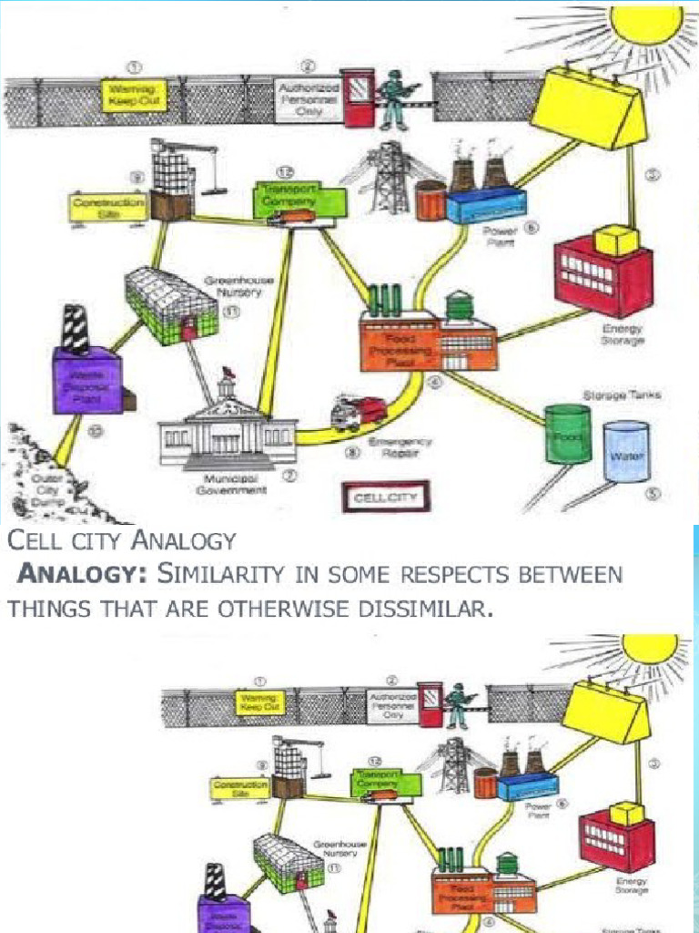 B Cell Structure Revised | PDF | Endoplasmic Reticulum | Cell (Biology)