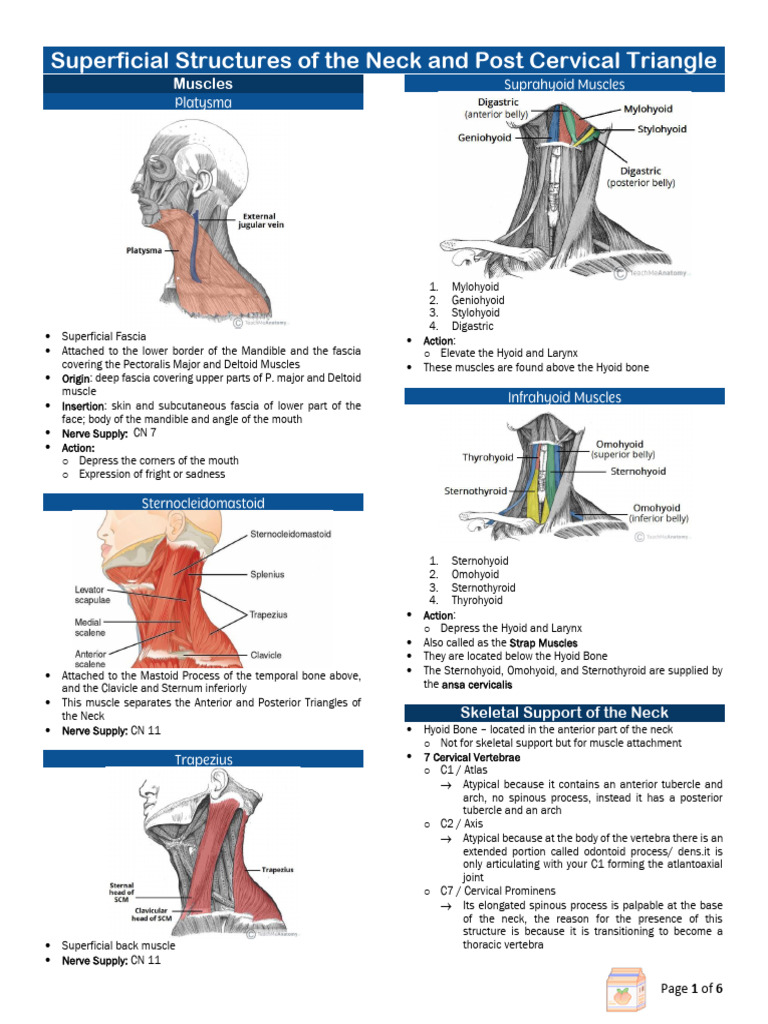 1.2 Superficial Structure of The Neck and Post Cervical Triangle | PDF ...