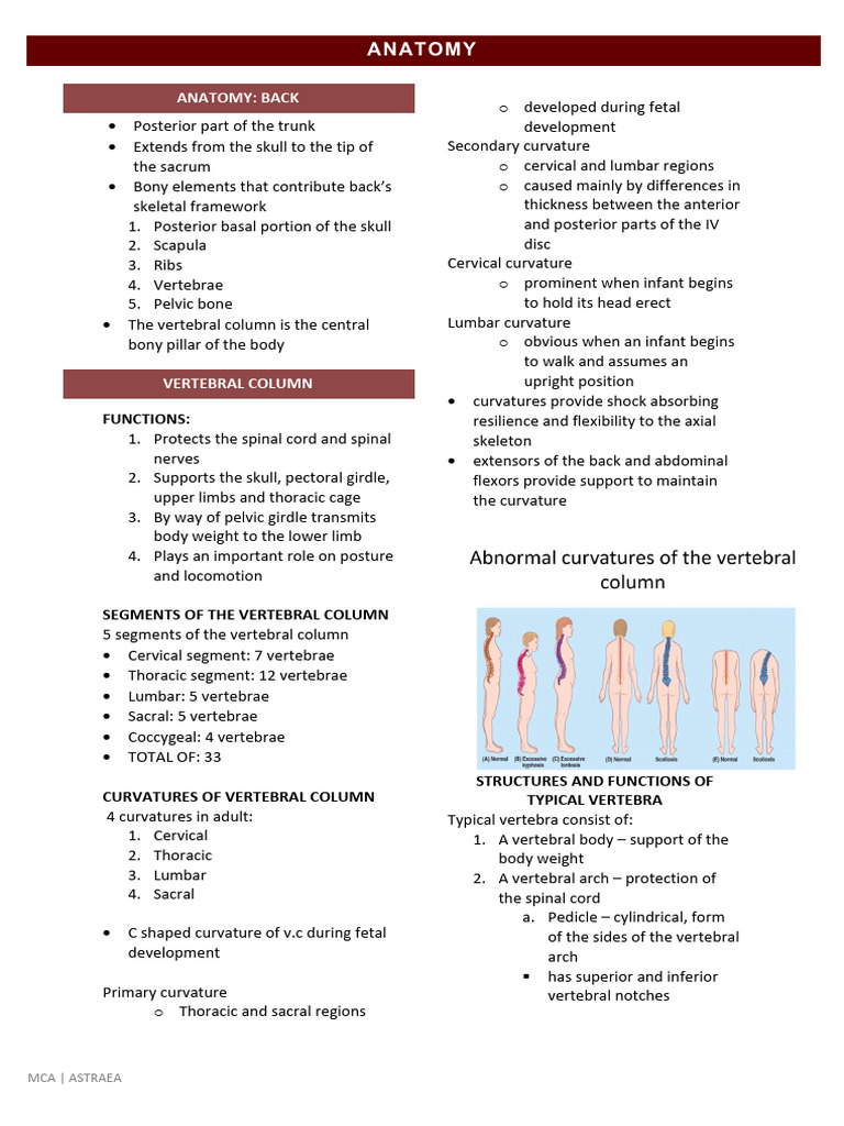Anatomy Back Muscles Pdf Vertebra Vertebral Column