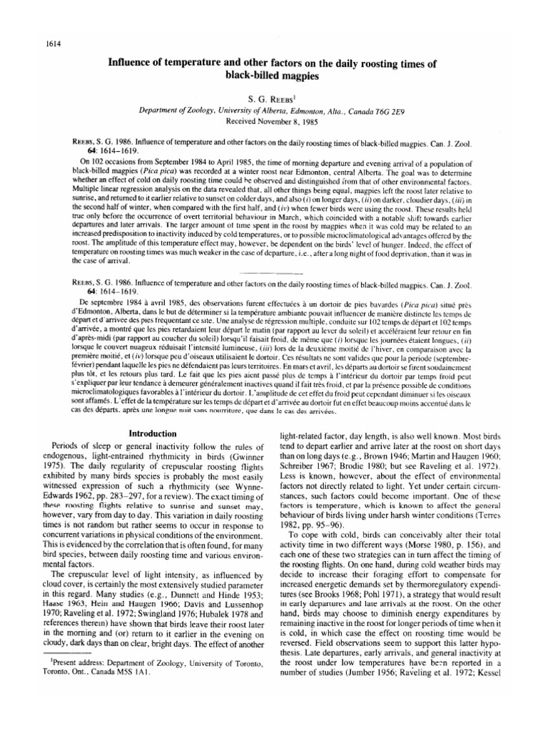 Black Billed Mag | PDF