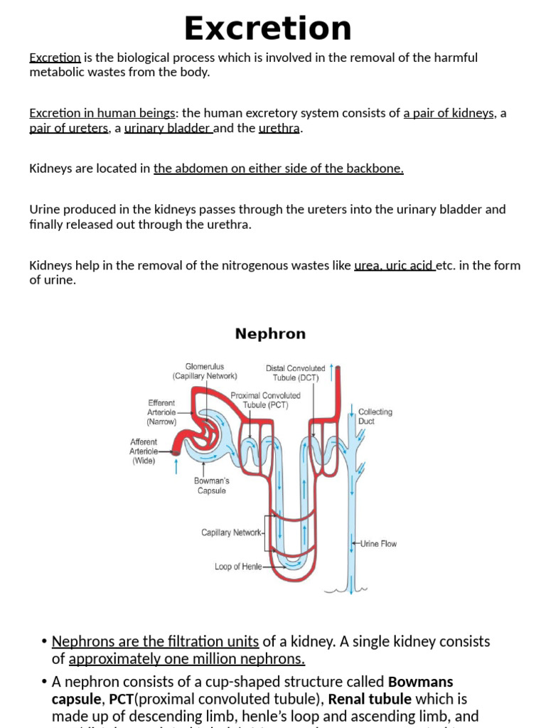 Excretion in Humans, Class 10 | PDF