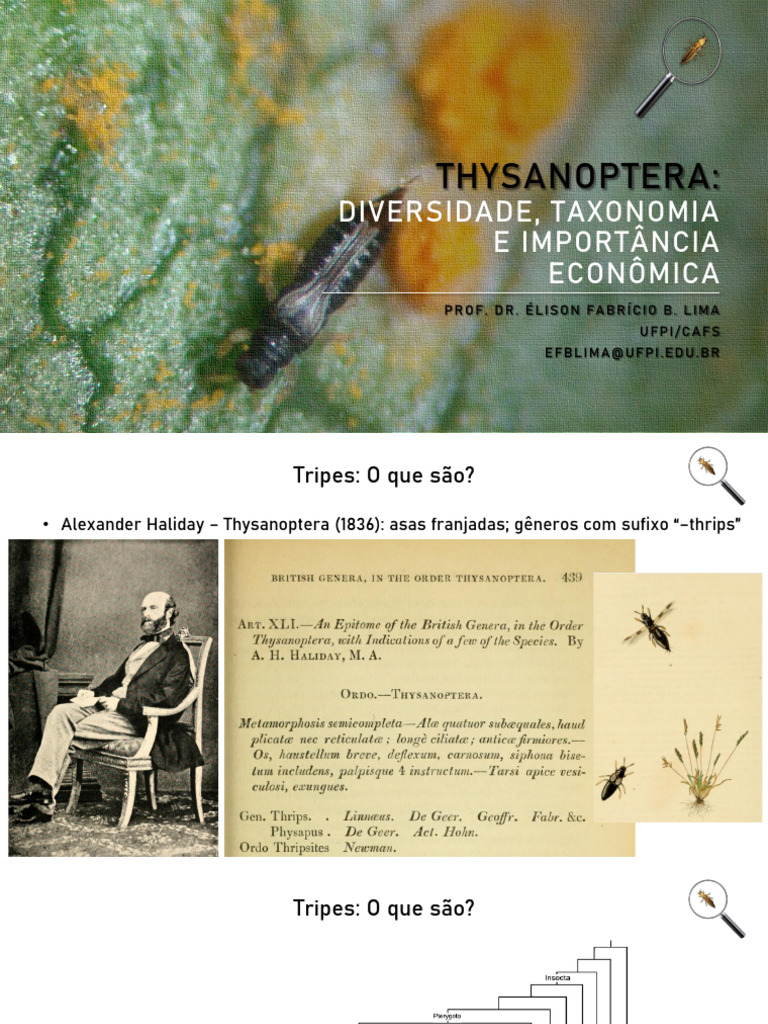 Tripes Sistemática de Insetos | PDF | Insetos | Ordens de insetos