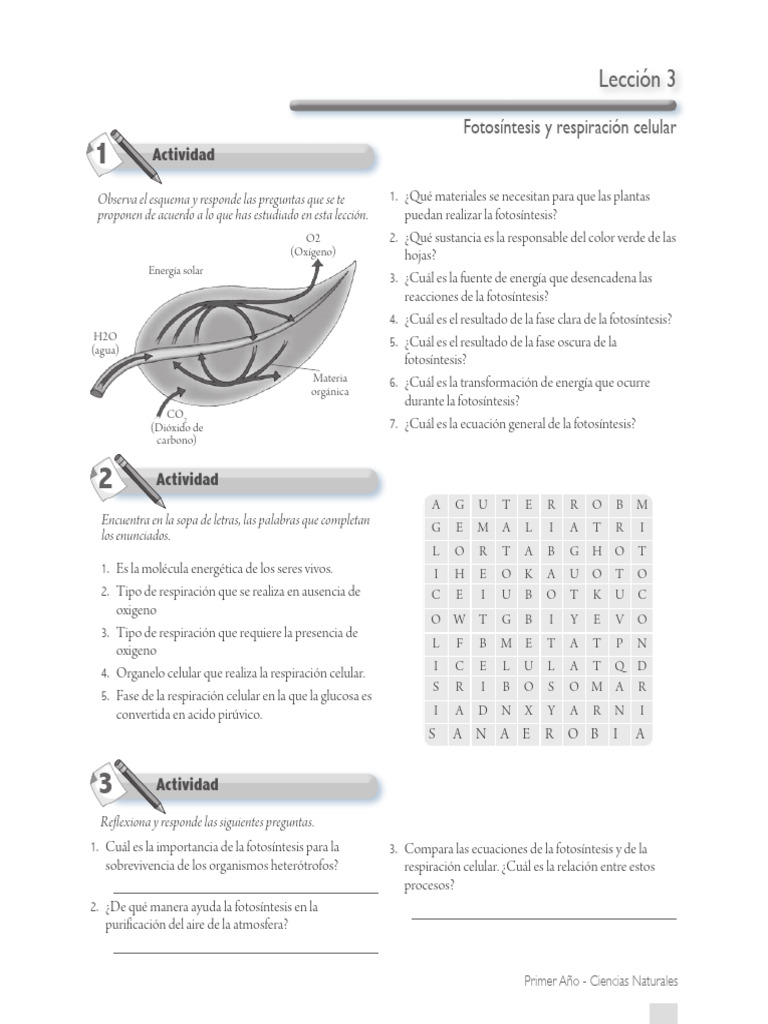 IB Fotosíntesis y Respiración Celular | PDF | Fotosíntesis ...