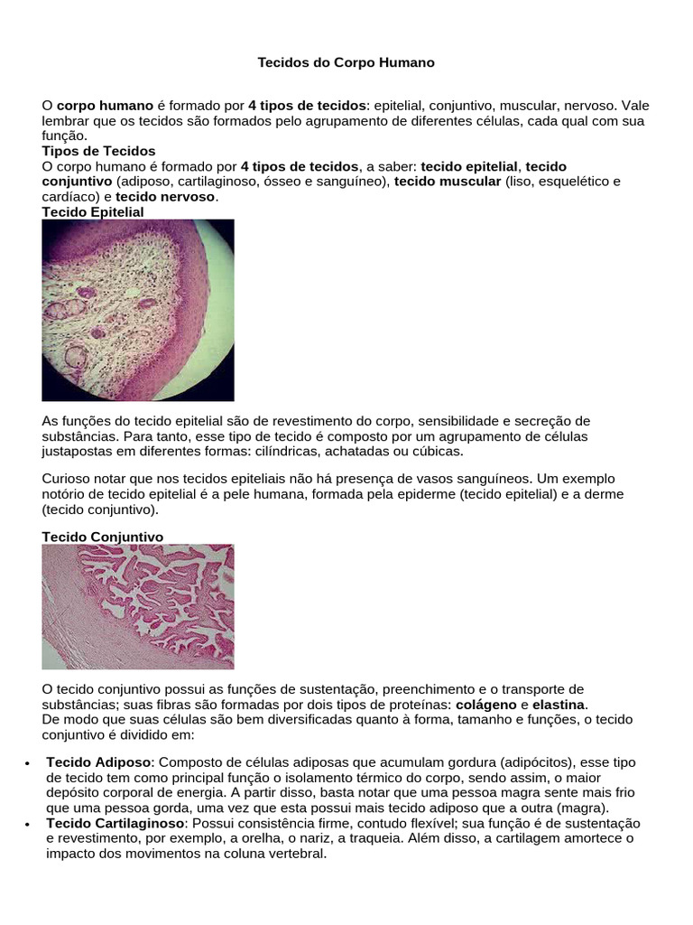 Tipos de Tecidos do Corpo Humano | PDF | Corpo humano | Sistema reprodutivo