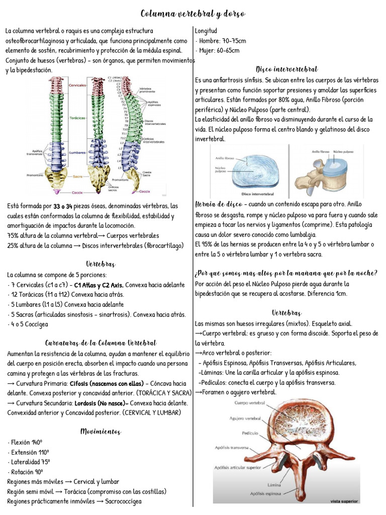 Columna Vertebral y Dorso 2 | PDF | La columna vertebral | Vértebra