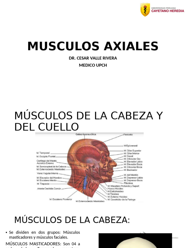 Musculos Axiales | PDF | Anatomía humana | Tejido suave