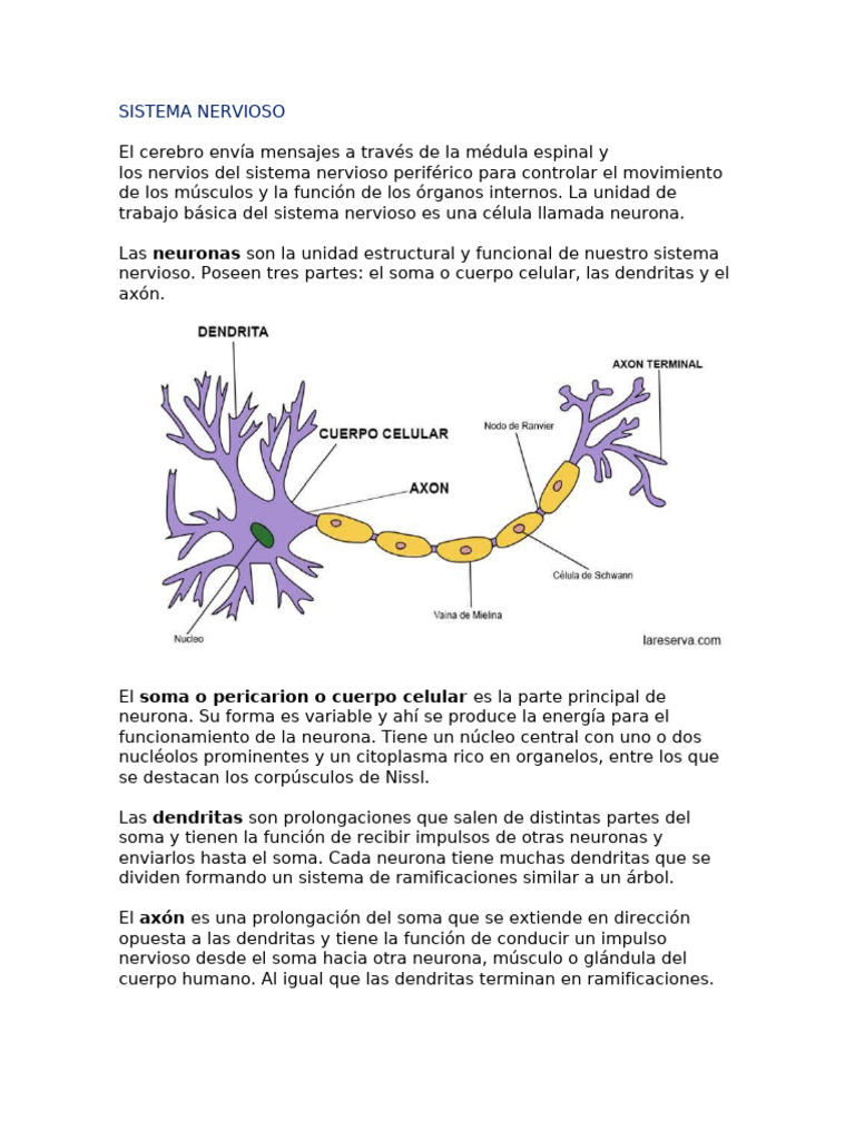 SISTEMA NERVIOSO | PDF | Médula espinal | Sistema nervioso
