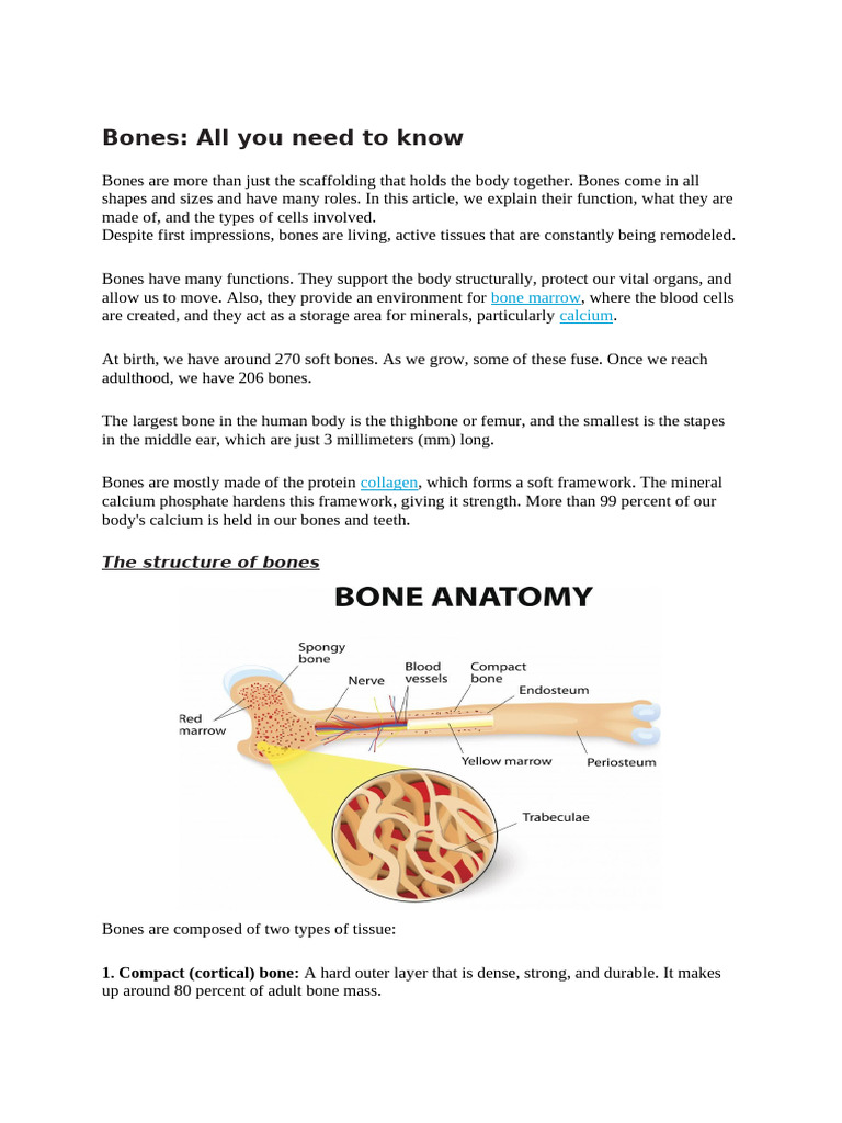 Bones | PDF | Bone | Osteoblast