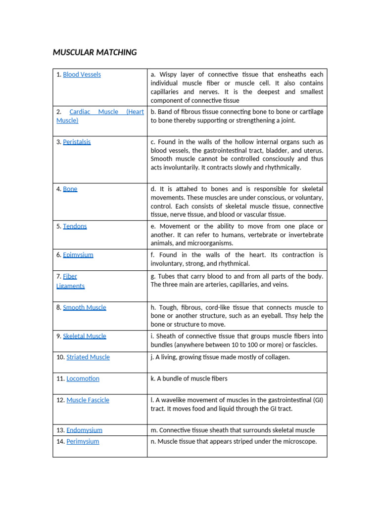 Muscular Matching - S | PDF | Muscle | Tissue (Biology)