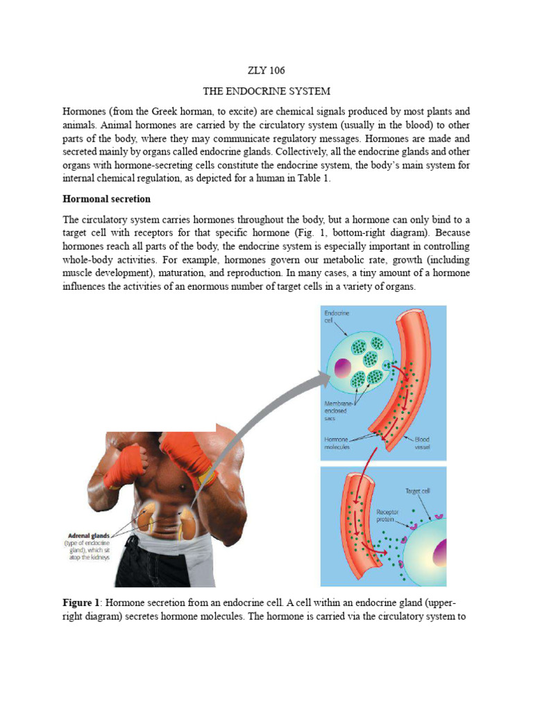 ZLY 106 - The Endocrine System | PDF | Pancreas | Hormone