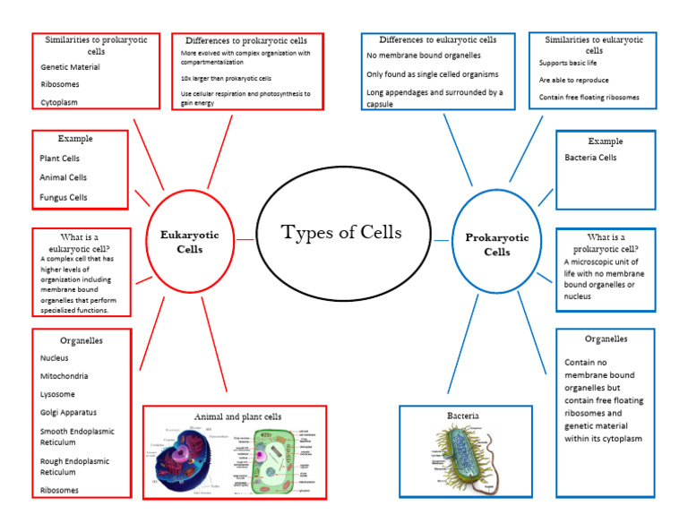 Cell Types Mapping Filled in | PDF | Cell (Biology) | Organelle