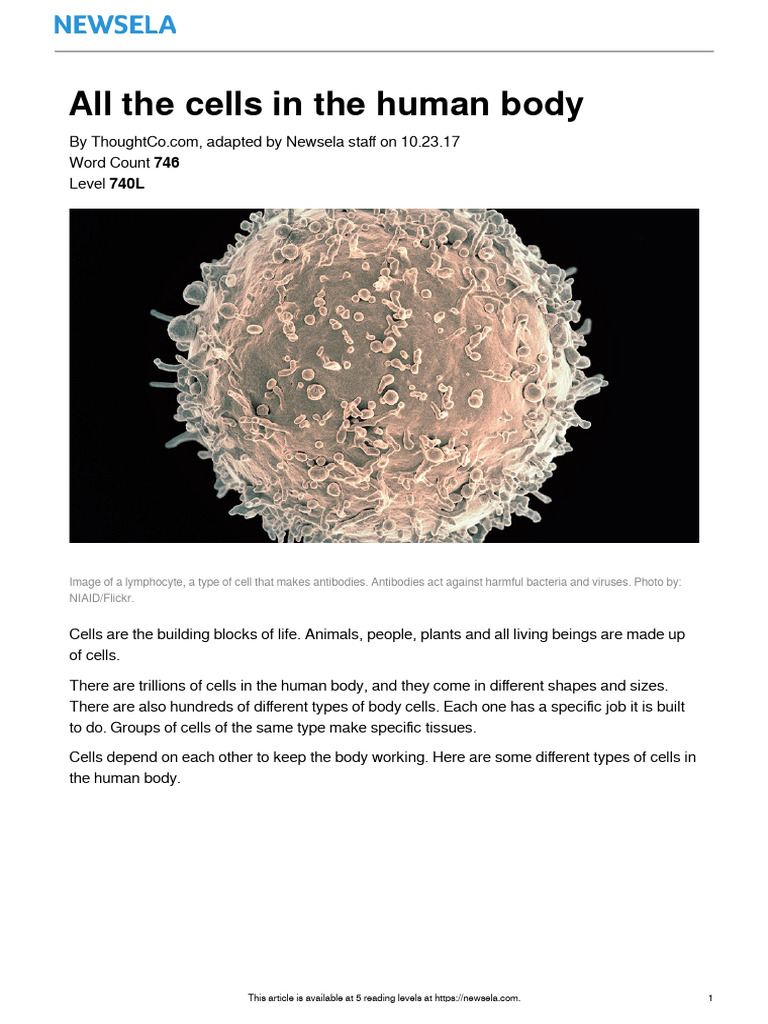 Lib Human Cell Types 36620 Article and Quiz | PDF | Muscle | Bone