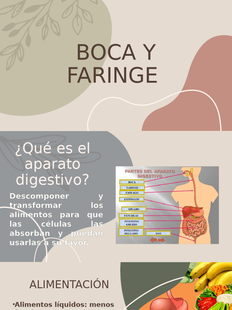 Presentación Paladar | PDF | Boca | Anatomía