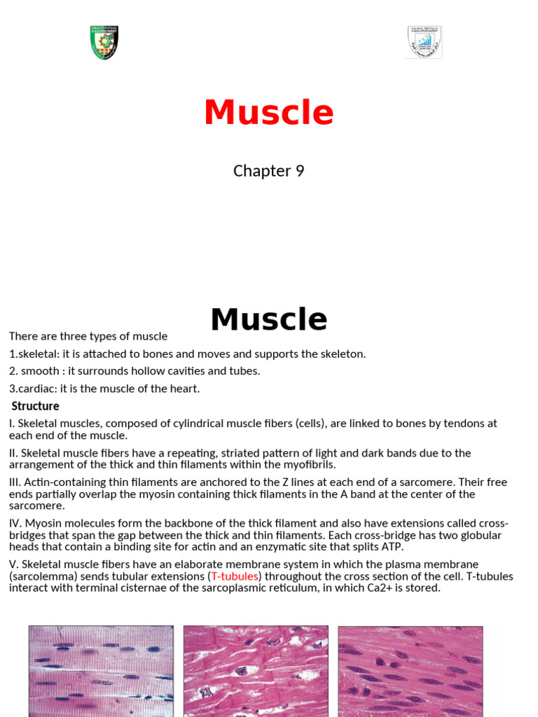 Chapter 9 Muscle and Chapter 10 Control of Body Movement | PDF | Muscle Contraction | Skeletal ...