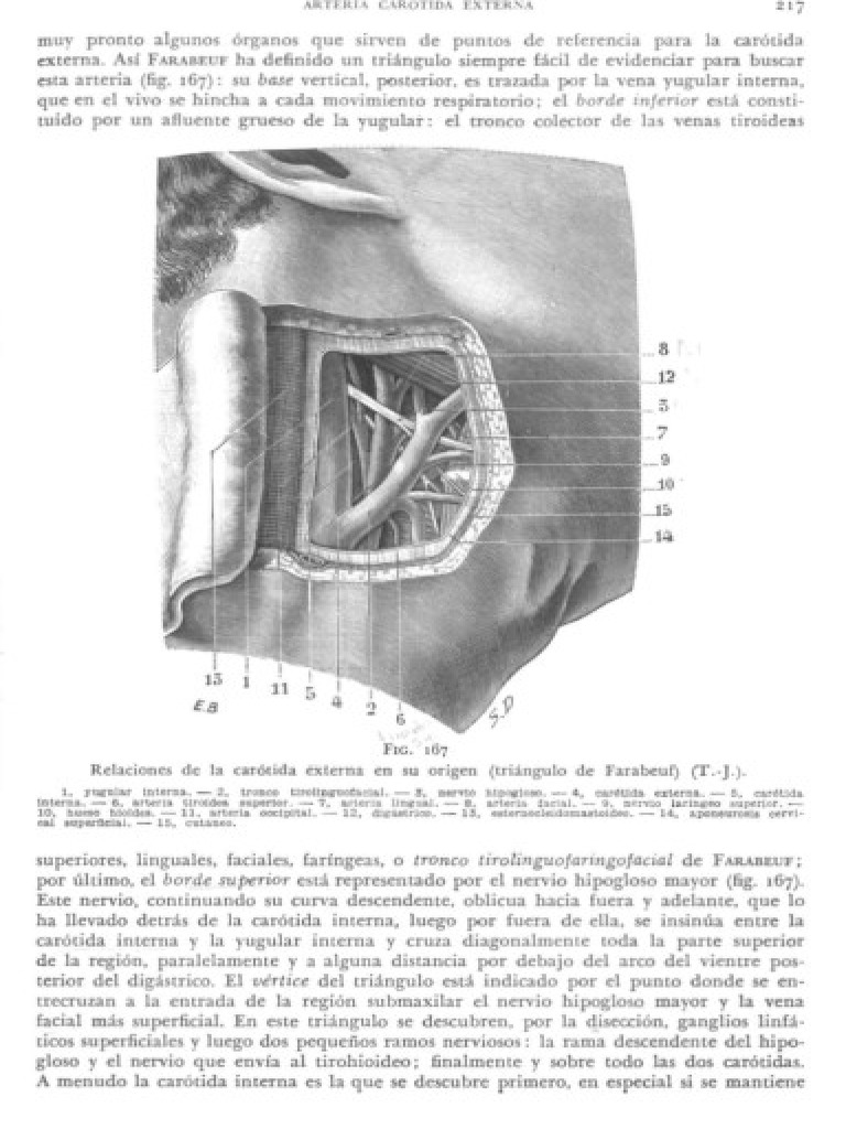 Triangulo de Farabeuf | PDF