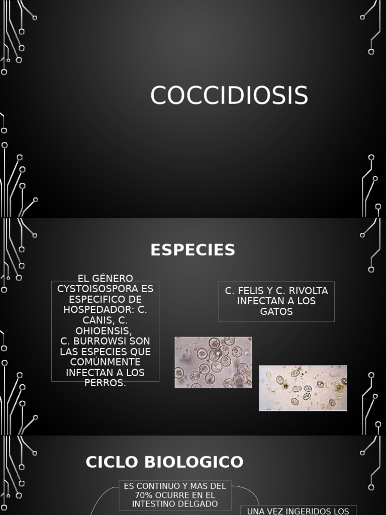 COCCIDIOSIS | PDF | Diarrea | Heces