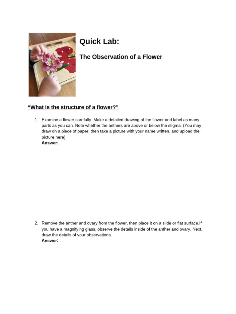 Quick Lab - What Is The Structure Fo A Flower | PDF