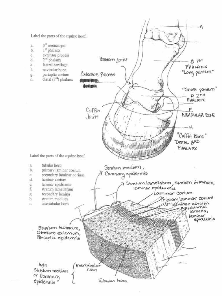 Diagrams of Hoof and Claw | PDF