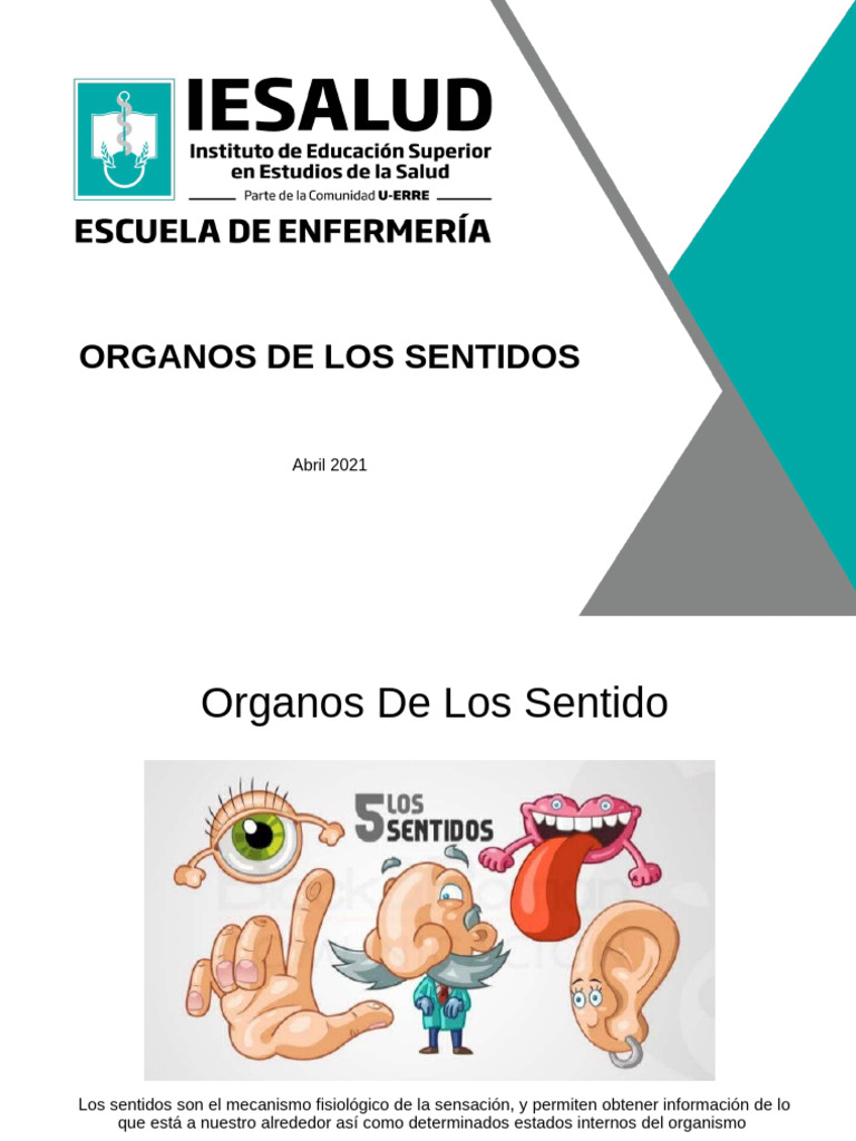 Organos de Los Sentidos | PDF | Estudios de idiomas extranjeros