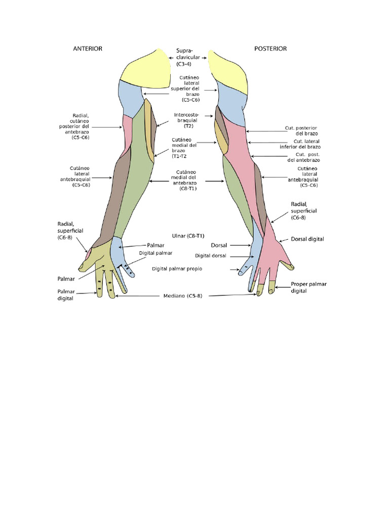 Dermatomas Gaby | PDF