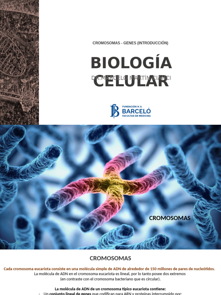 Biología Celular - Cromosomas | PDF | Cromosoma | Adn