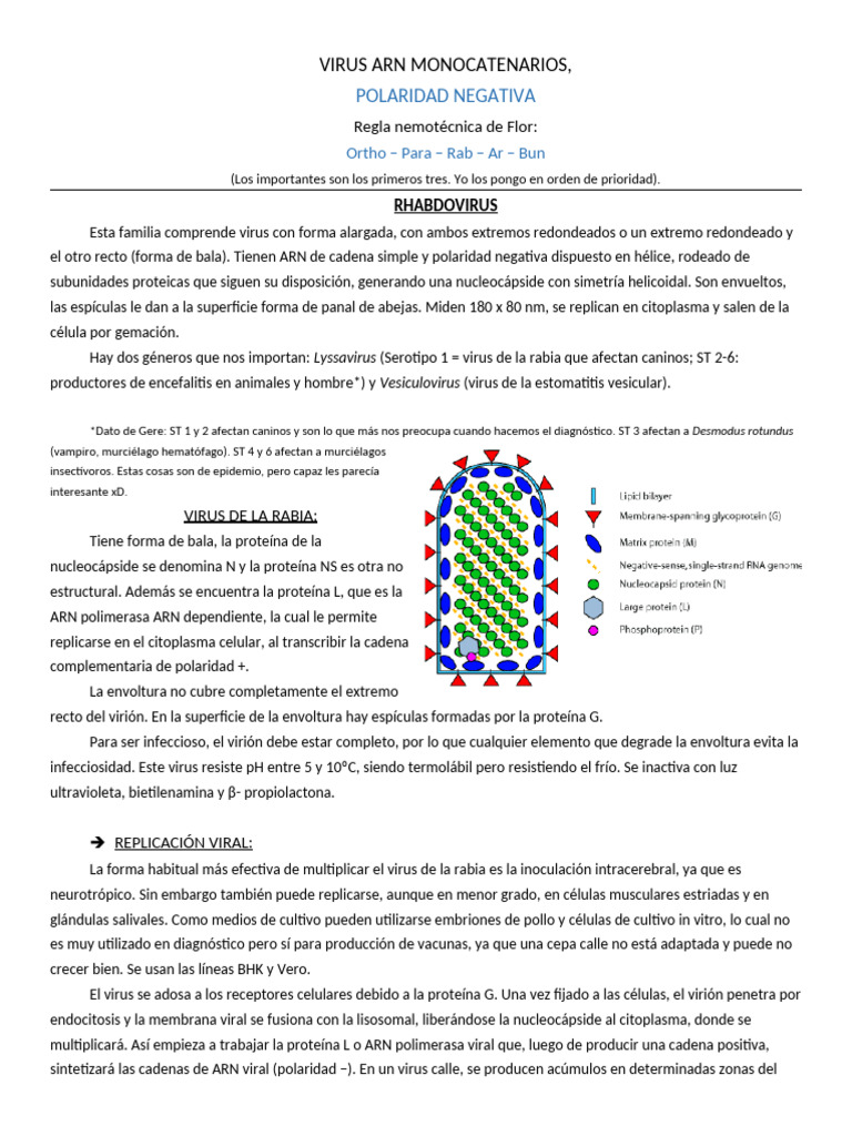 ARN pol + 2 | PDF | Virus | Rabia
