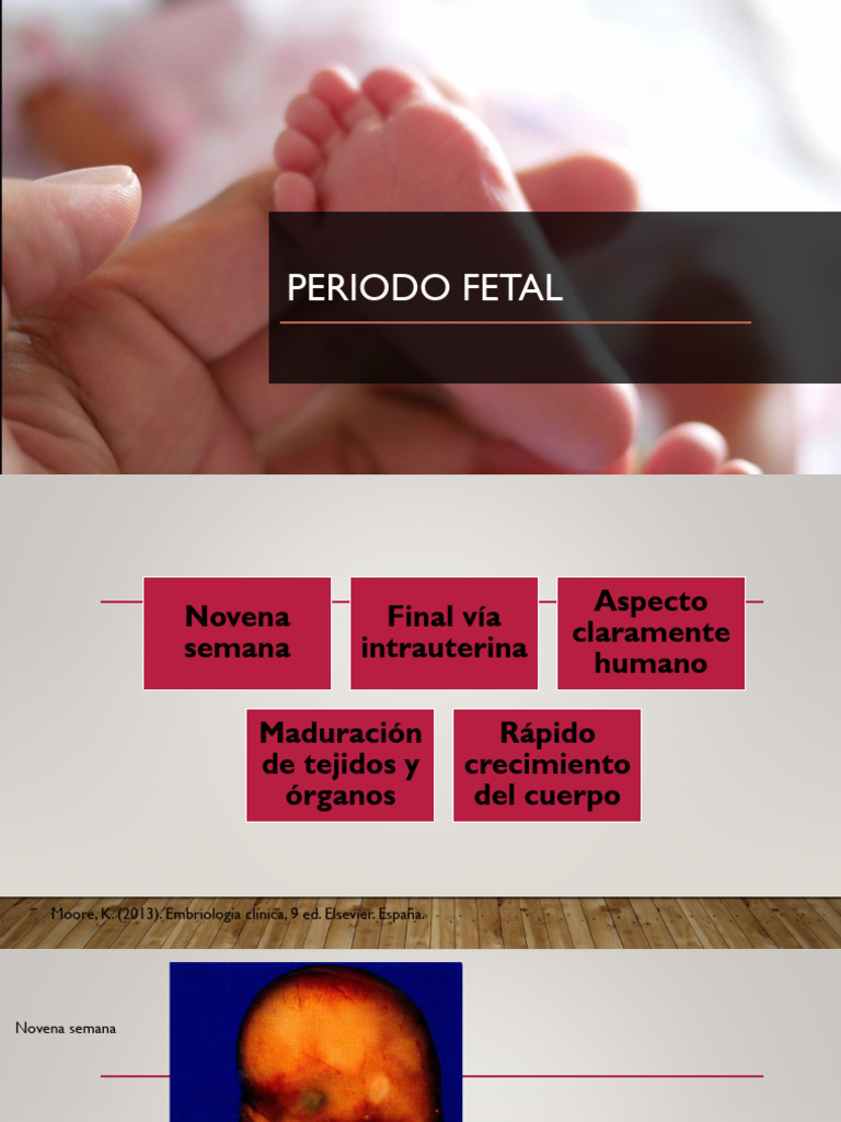 Periodo fetal | PDF | Feto | El embarazo