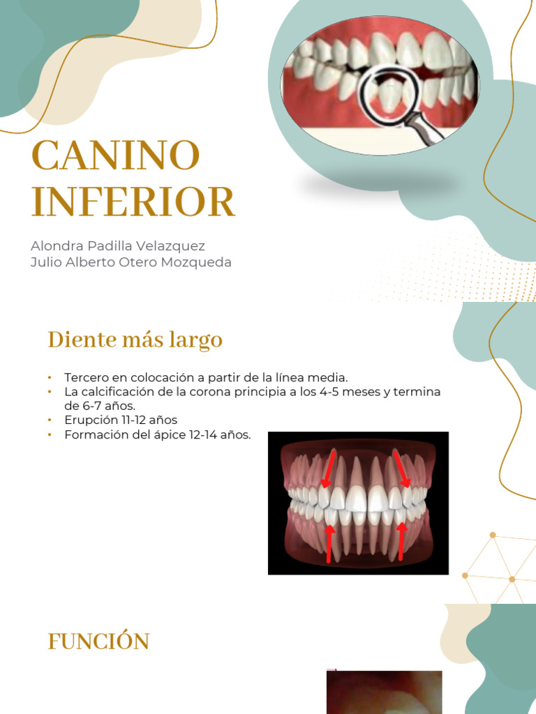 Canino Inferior | PDF | Anatomia dental | Diente