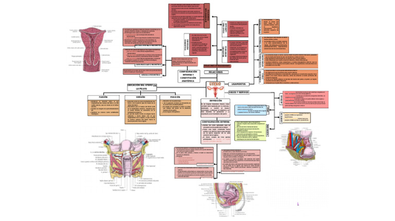 Utero Pdf útero Vagina