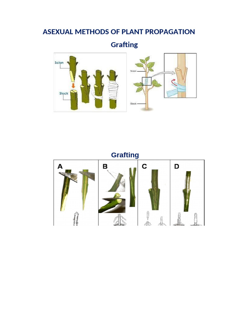 Asexual Plant Propagation Techniques | PDF