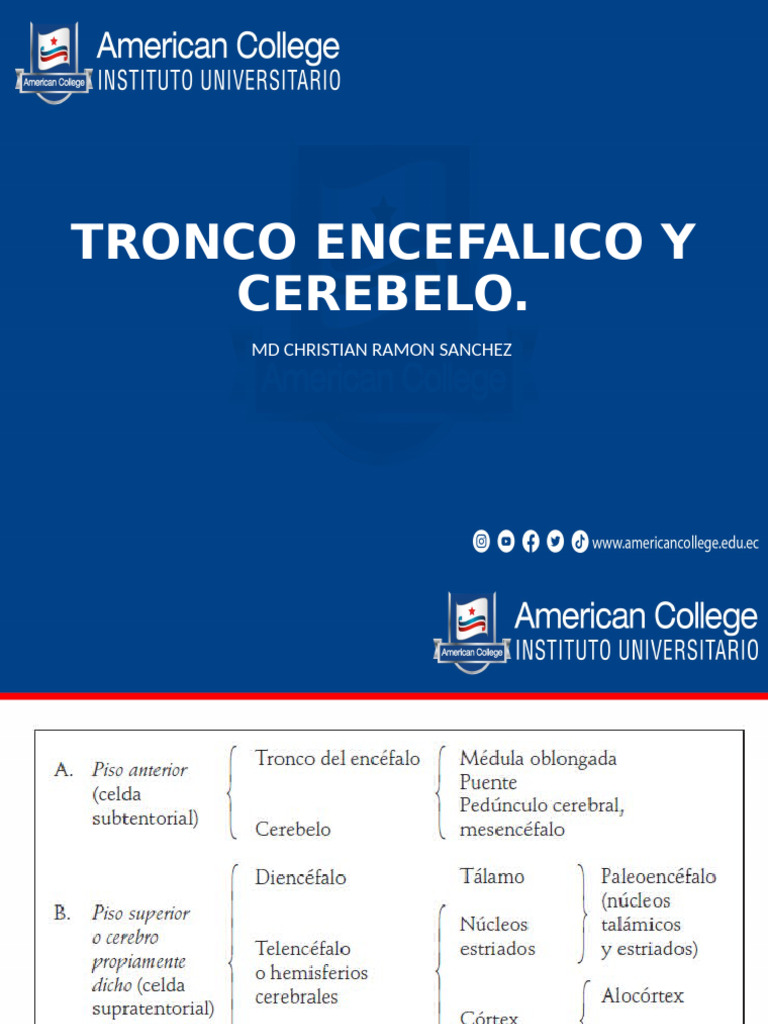 Tema 12 Tronco Encefalico y Cerebelo | PDF | Cerebelo | Neuroanatomía