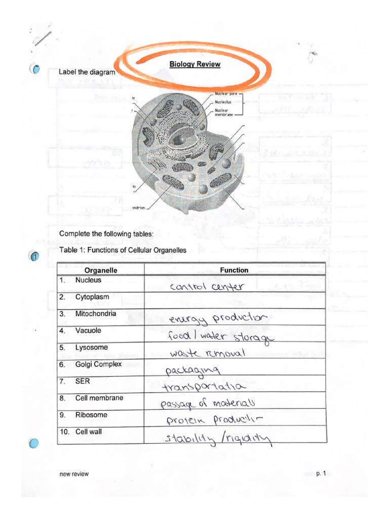 Bio Review KEY | PDF