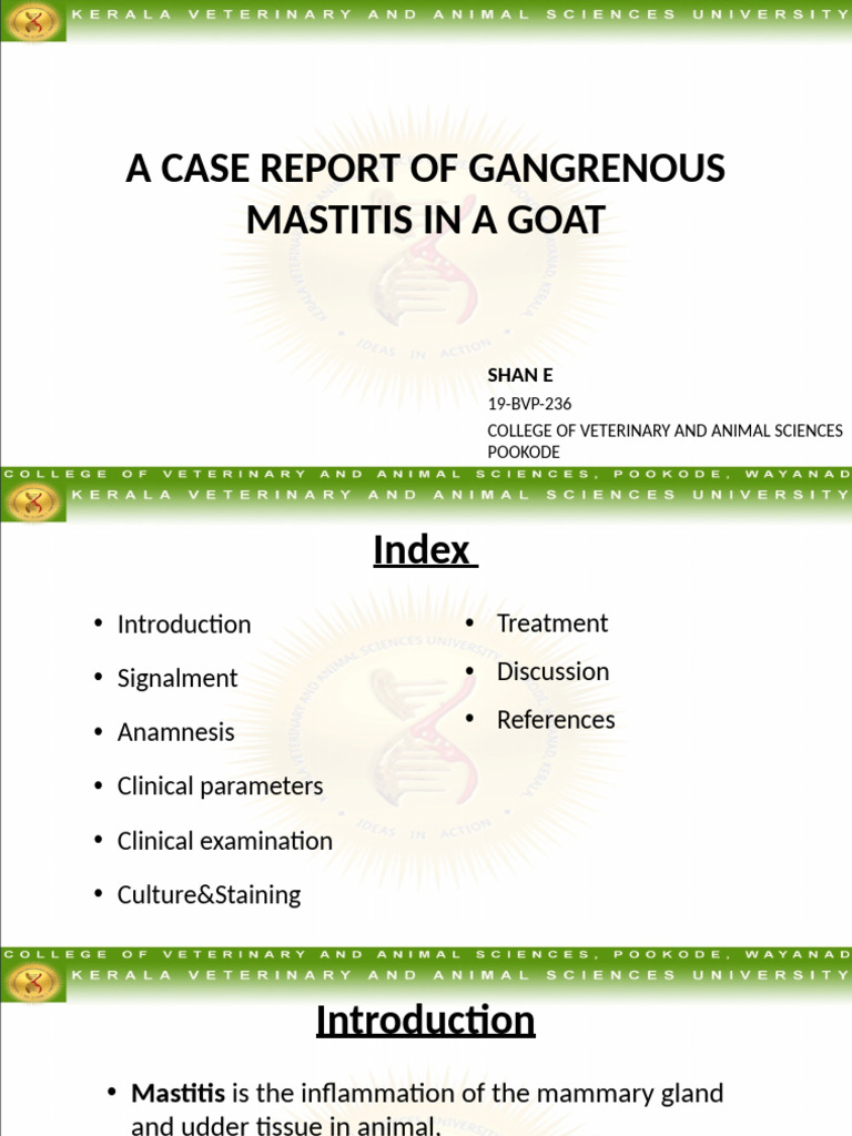 Gangrenous Mastitis in Goat Shane E 19-Bvp-236 | PDF | Clinical ...