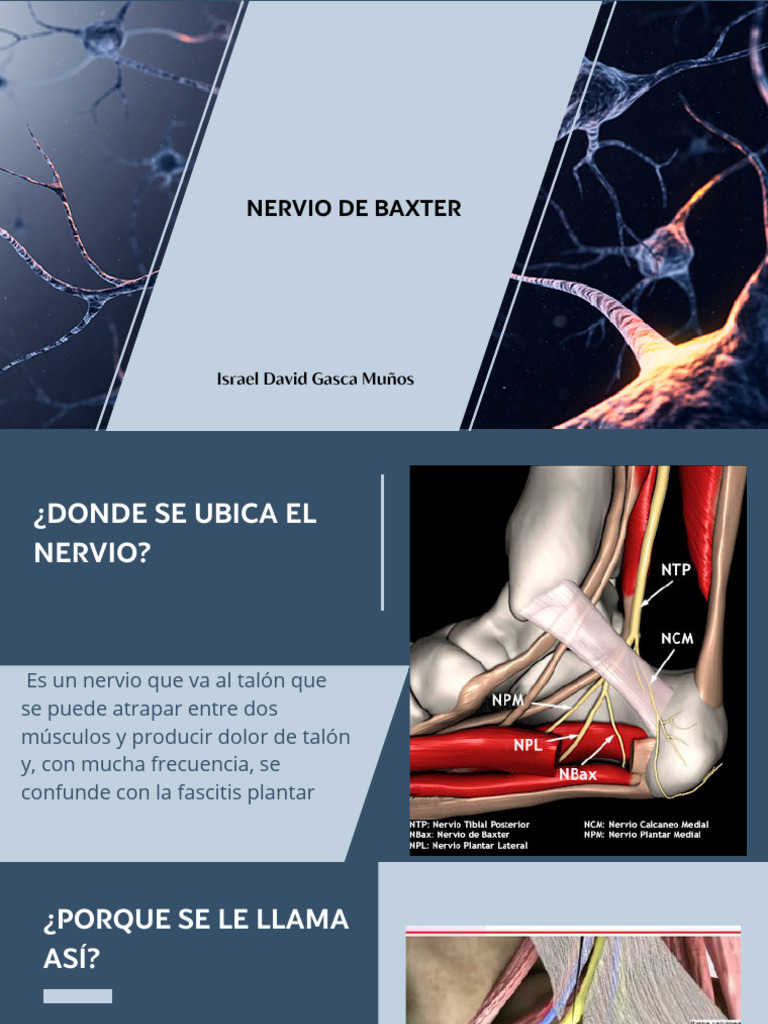 Nervio de Baxter | PDF