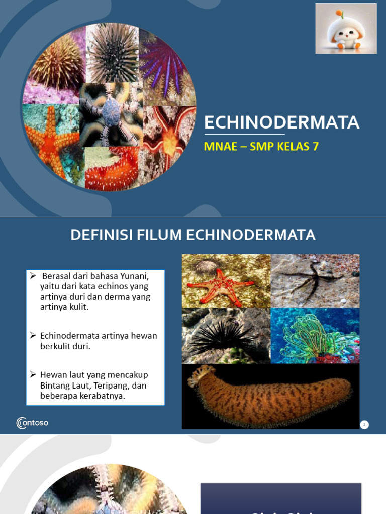 Echinodermata | PDF