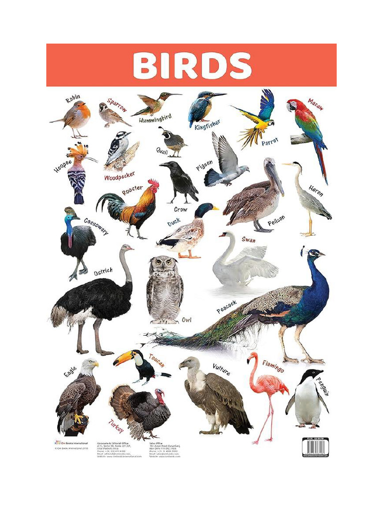 Birds | PDF