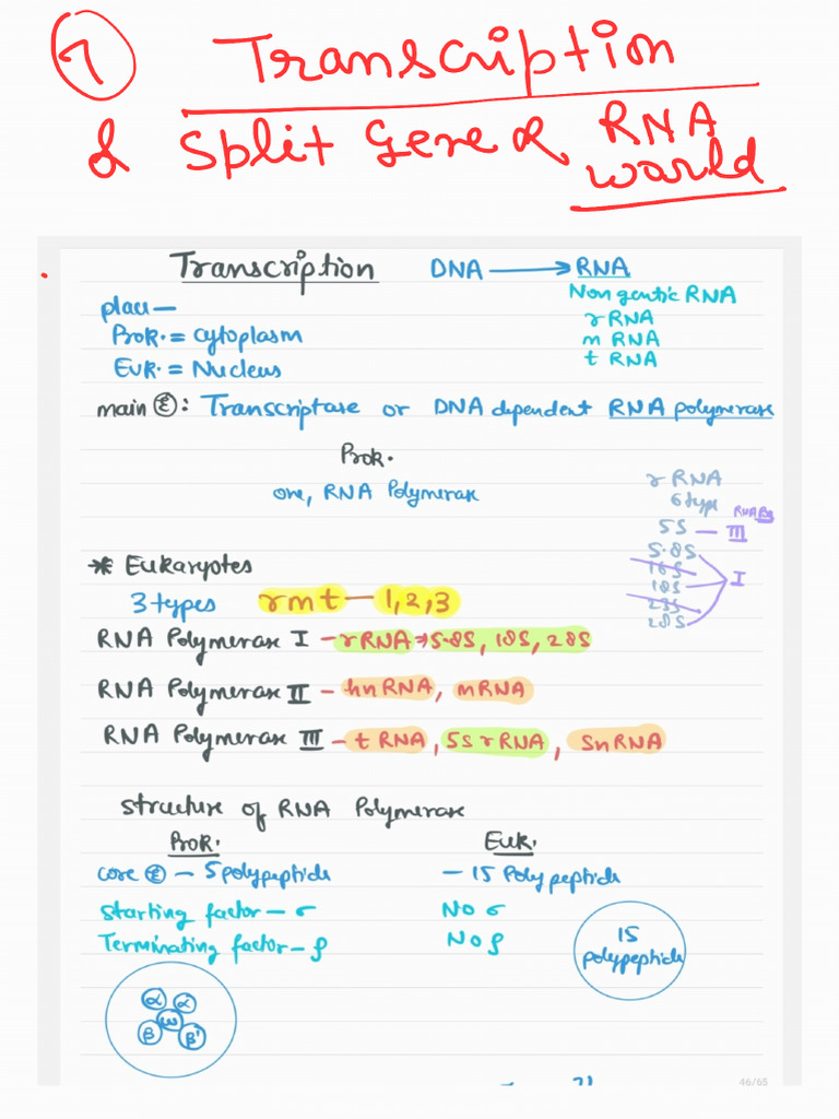 Molecular Basis of Inheritance 7 | PDF