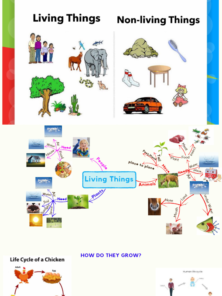 U1 Nonliving Things. Living Things | PDF