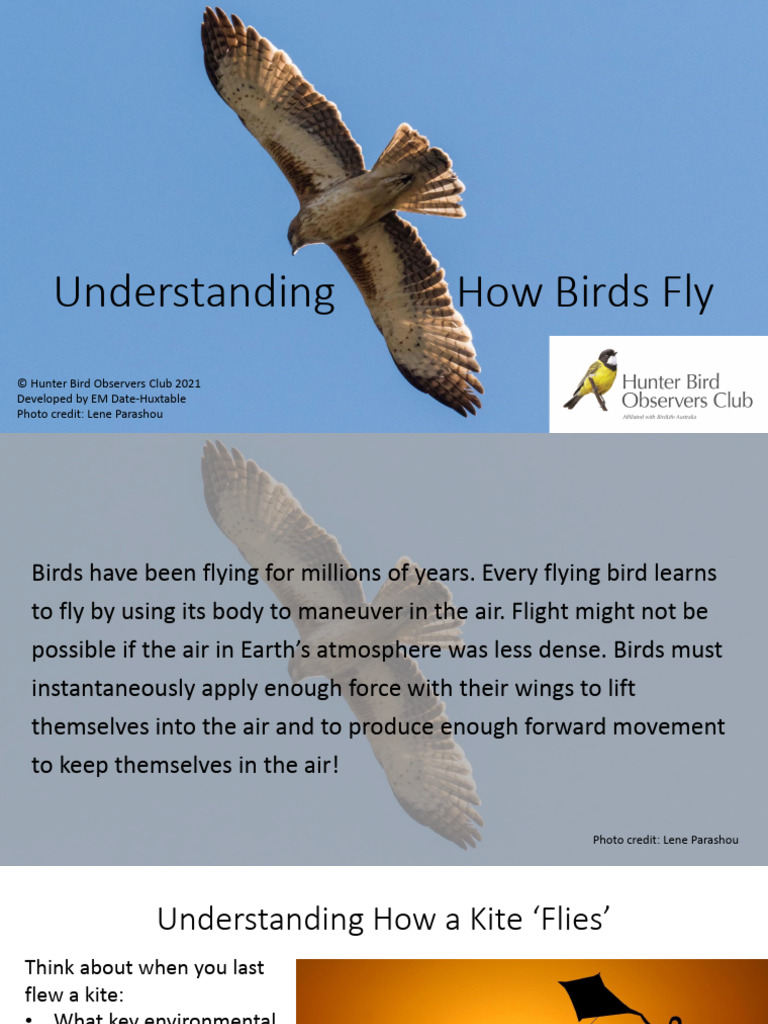 Understanding How Birds Fly CC | PDF | Lift (Force) | Flight