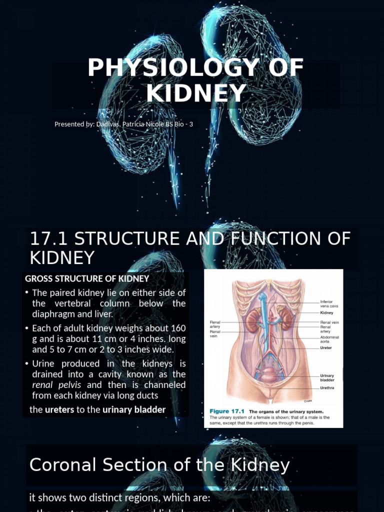 Physiology of Kidney | PDF | Kidney | Urination