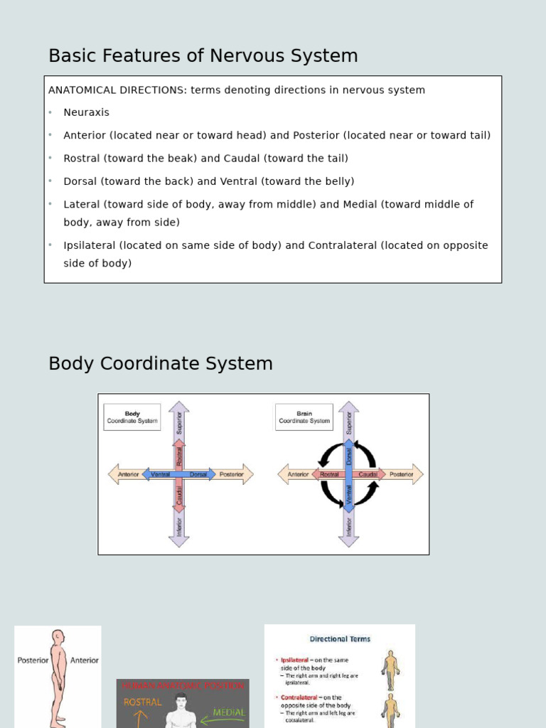 Basic Features of Nervous System | PDF