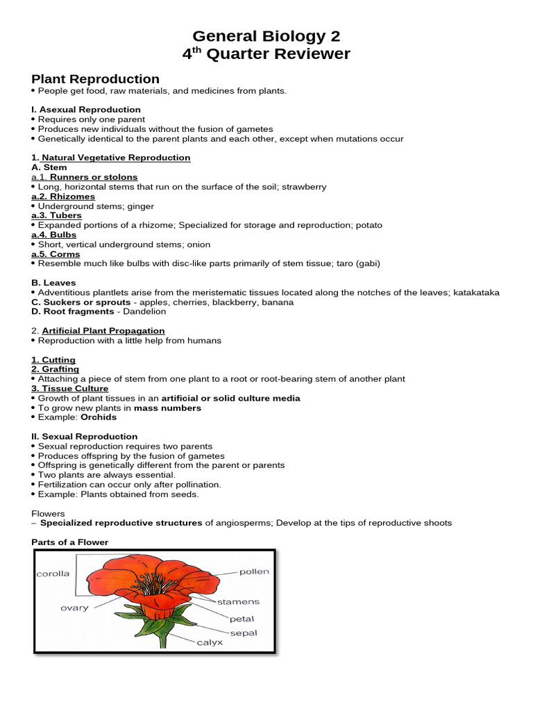 Bio 2 4th Quarter Reviewer | PDF | Heart | Fruit