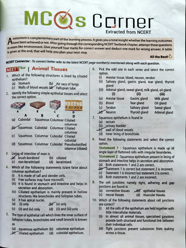 Animal Tissues (NCERT Fingertips) | PDF | Epithelium | Connective Tissue